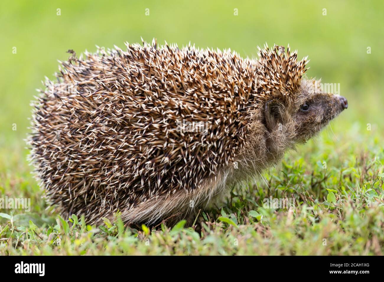 Hedgehog, (Scientific name: Erinaceus europaeus) Wild, native, European ...