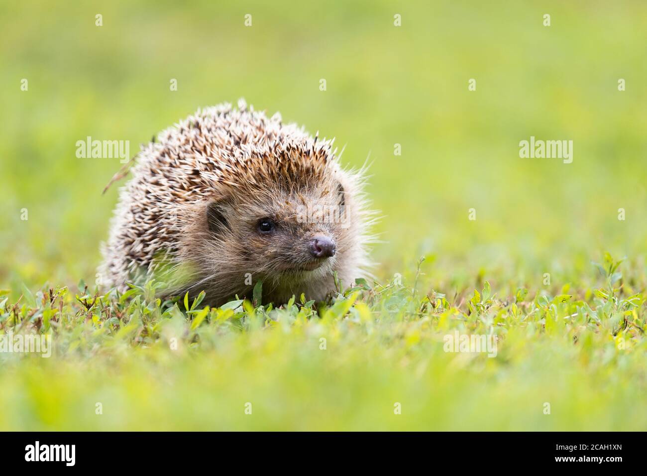 Hedgehog, (Scientific name: Erinaceus europaeus) Wild, native, European ...