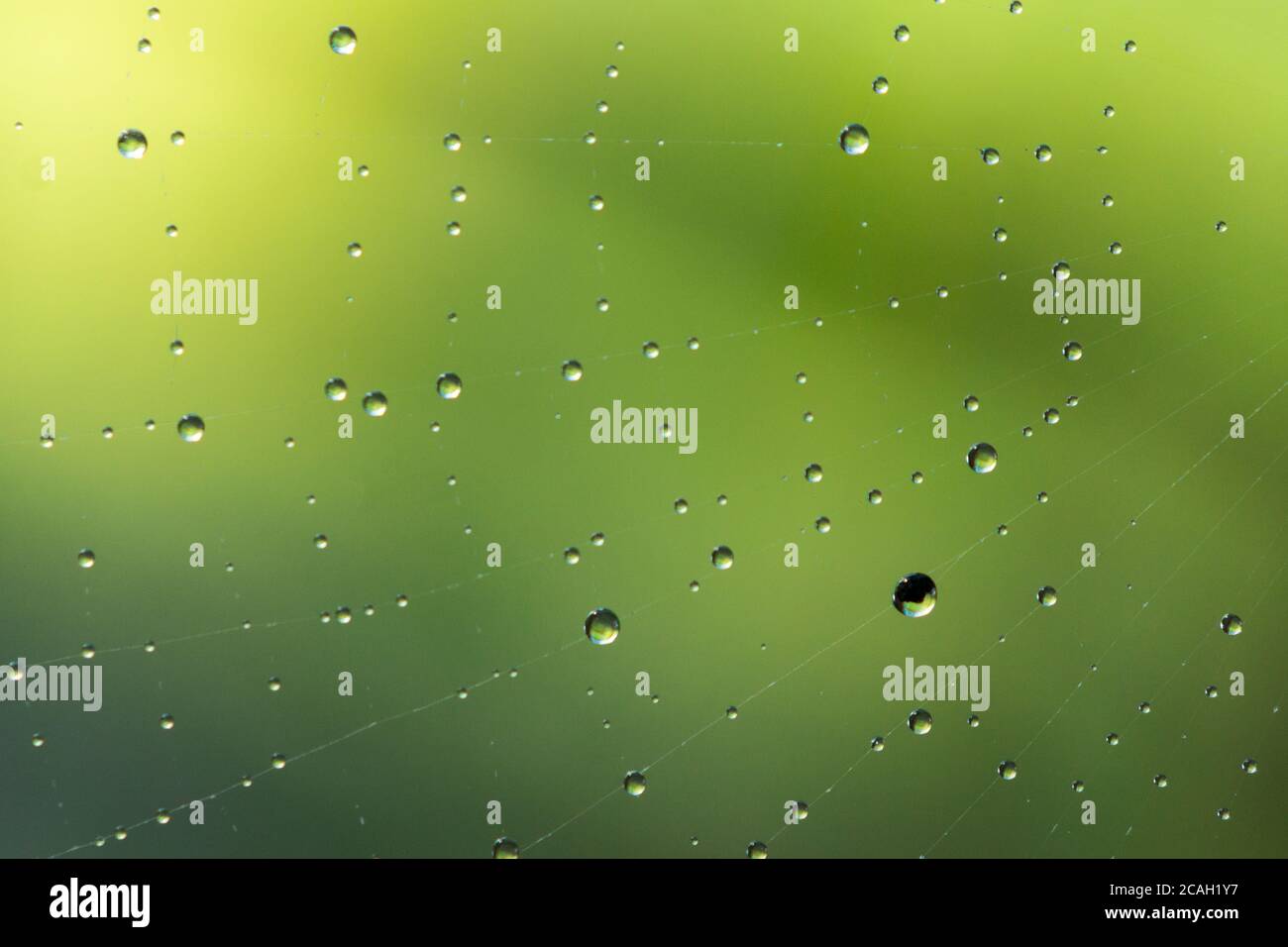 Cobweb or spiderweb natural rain pattern background close-up. Cobweb ...