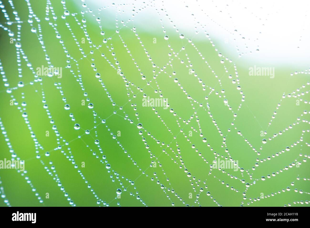 Cobweb or spiderweb natural rain pattern background close-up. Cobweb ...