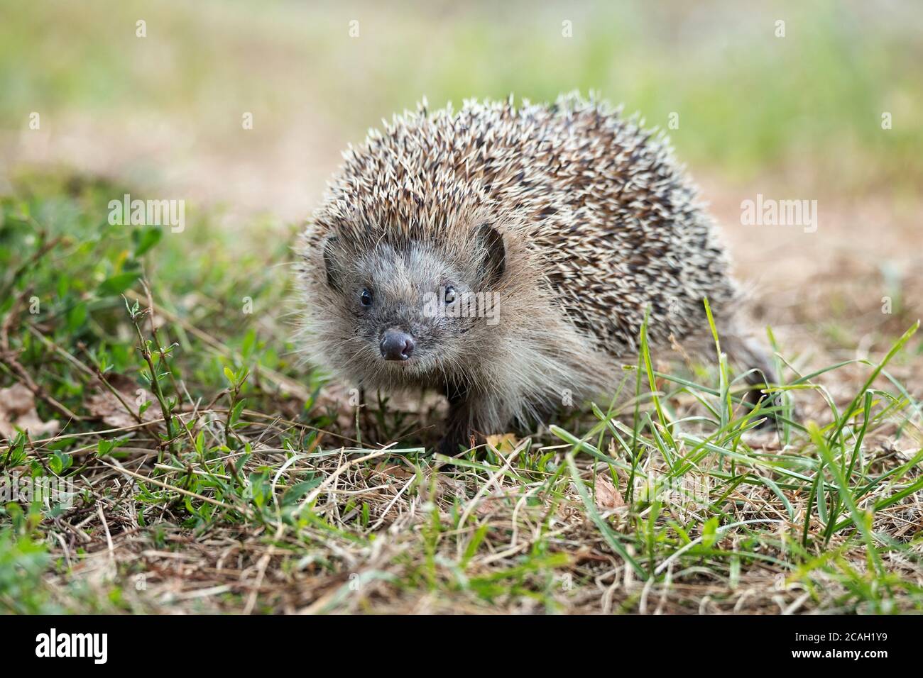 Hedgehog, (Scientific name: Erinaceus europaeus) Wild, native, European ...