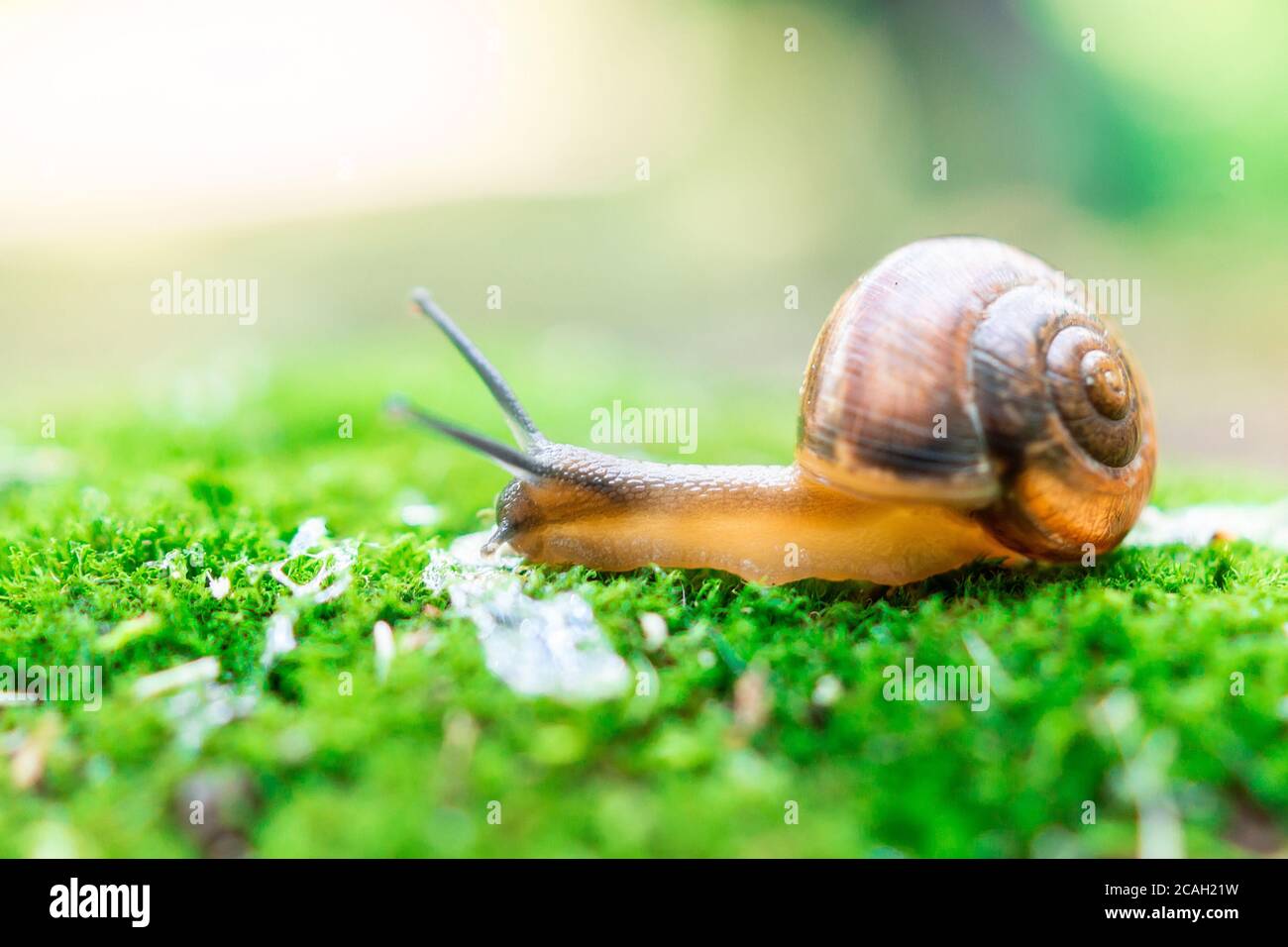 A small Achatina snail sitting on a stump tilted its Brown sink ...
