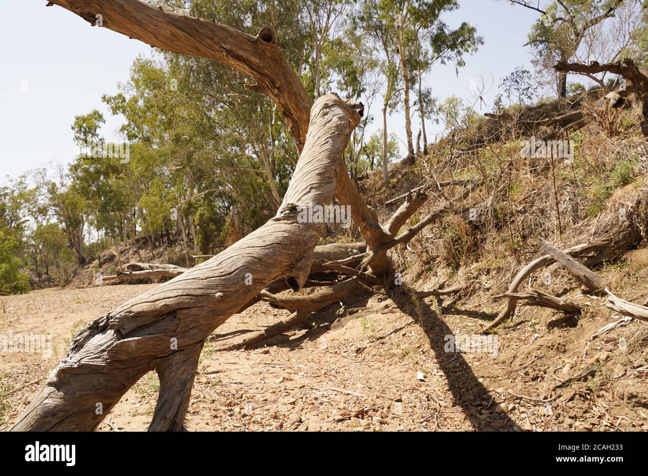 Textured sculptural dead tree on a dried up river bed in outback ...