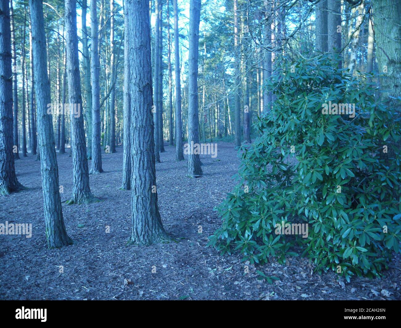 Branch icy cold hi-res stock photography and images - Alamy