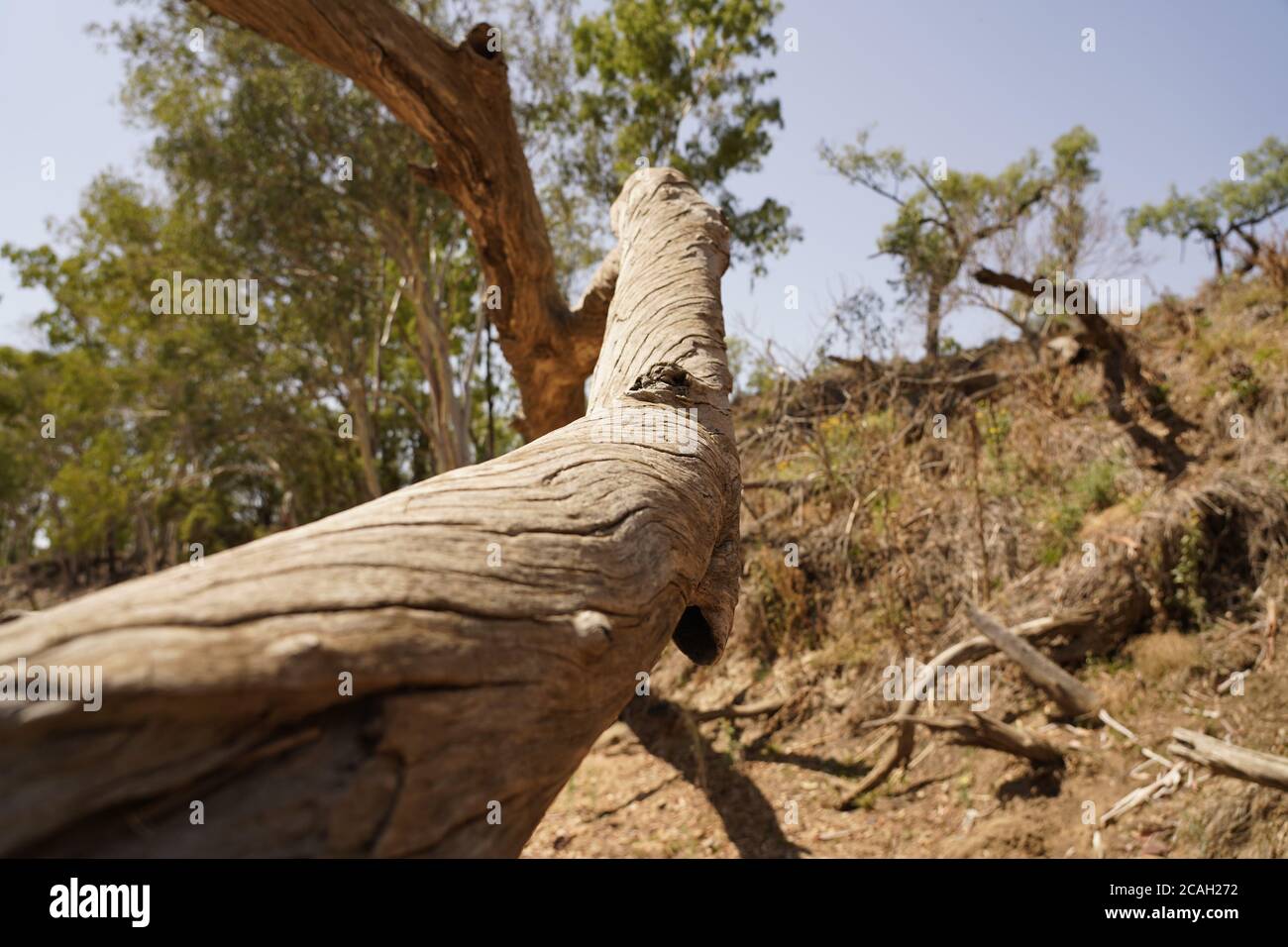 Textured sculptural dead tree on a dried up river bed in outback ...