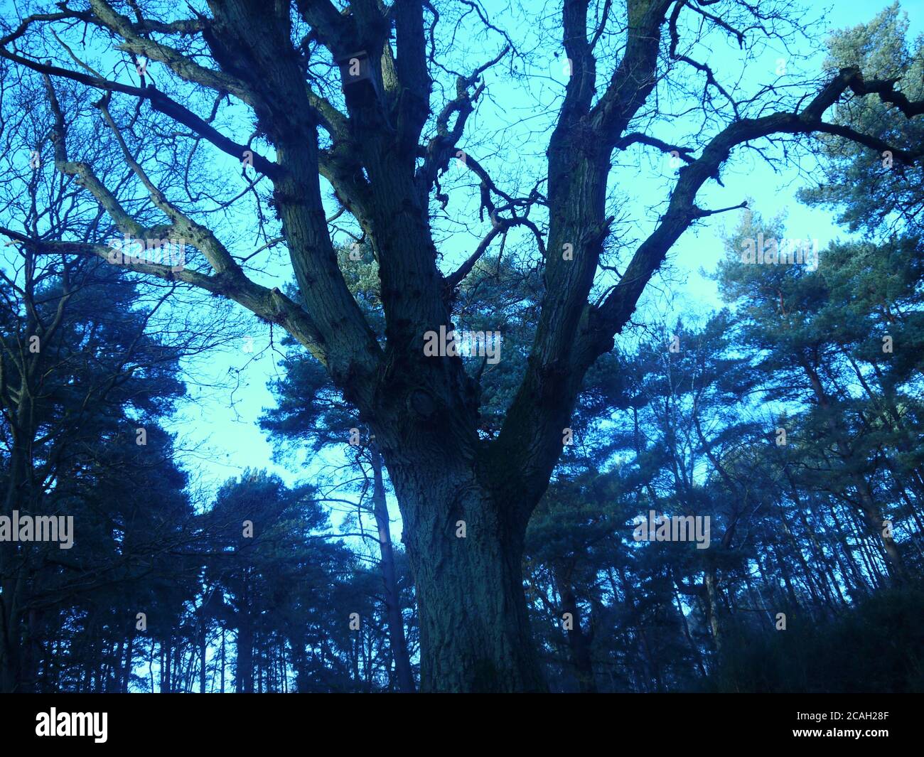 Cool tree hi-res stock photography and images - Alamy