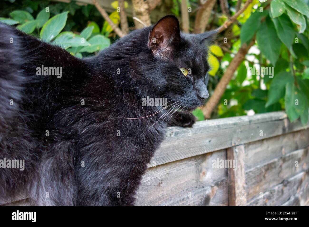 Black cat snoozing hi-res stock photography and images - Alamy