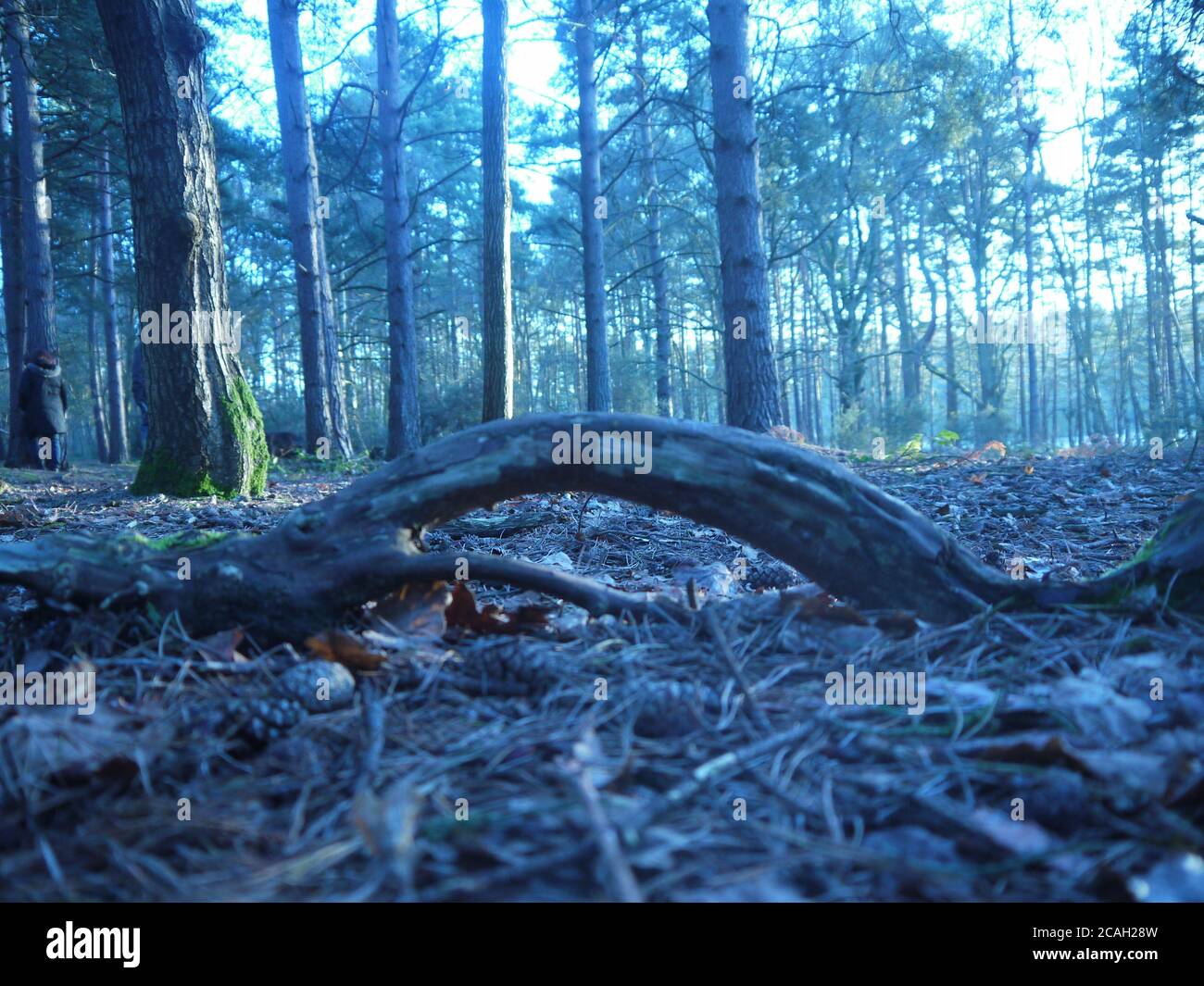 Exposed rooted tree hi-res stock photography and images - Alamy