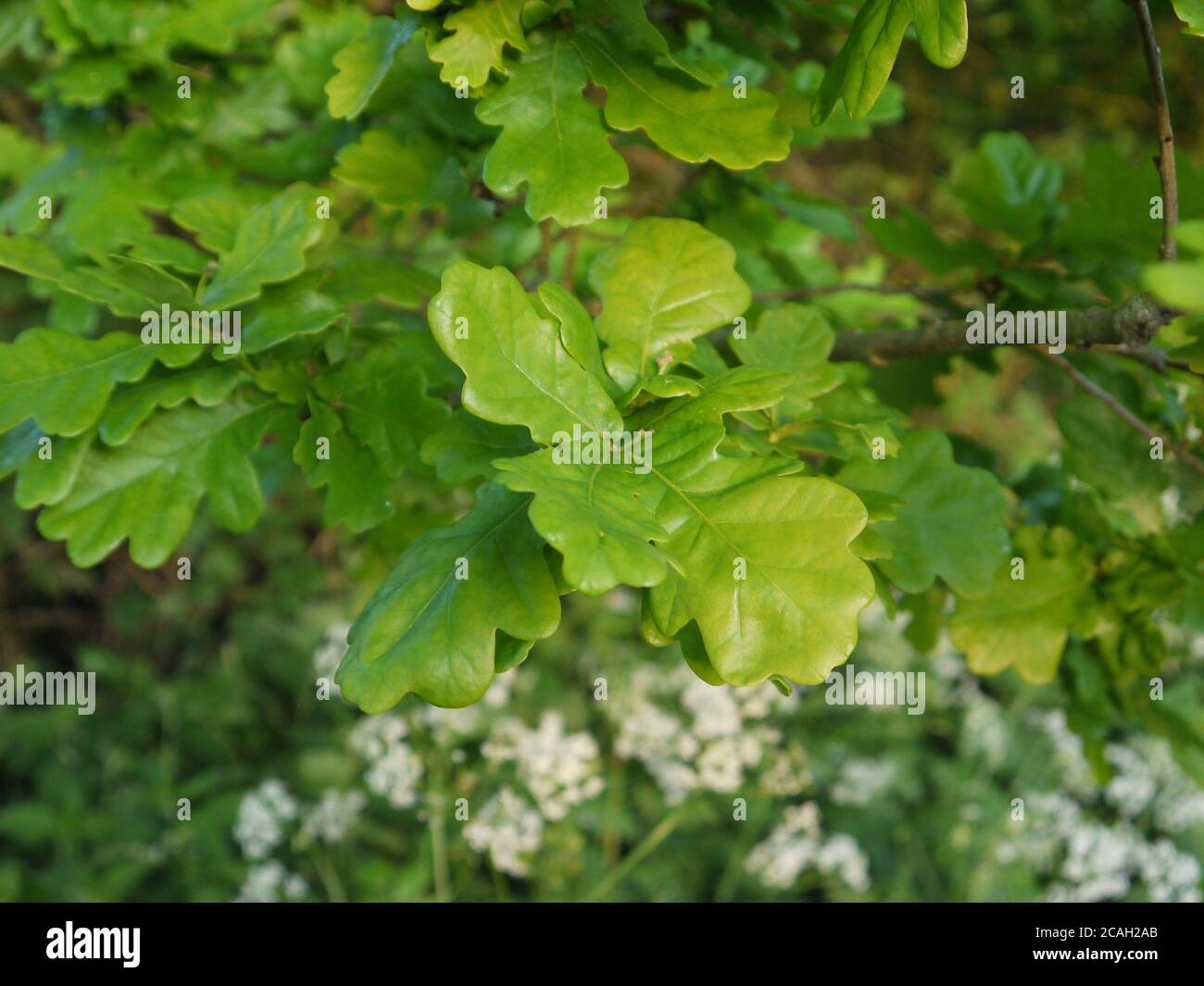 Oak tree leaves veins hi-res stock photography and images - Alamy