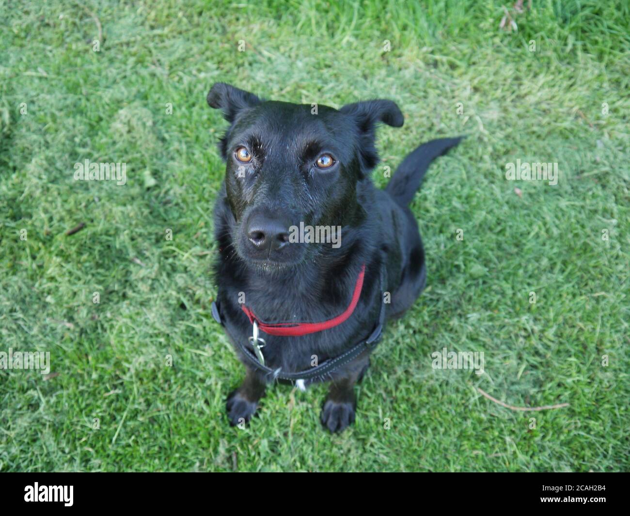 Lab Collie Cross High Resolution Stock Photography and Images - Alamy