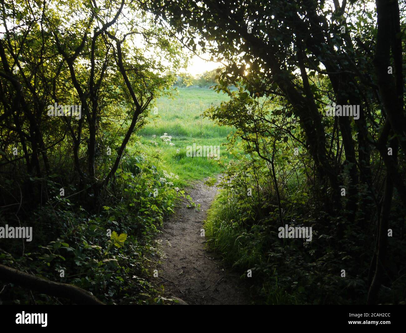Natural pathway hi-res stock photography and images - Alamy