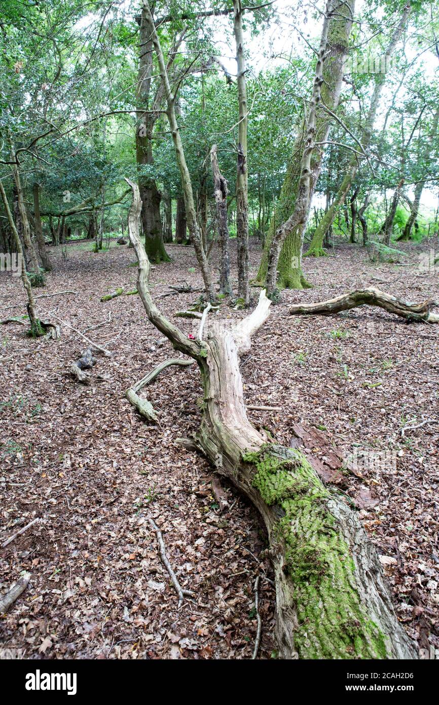 Fallen tree with moss in wooded area Stock Photo - Alamy