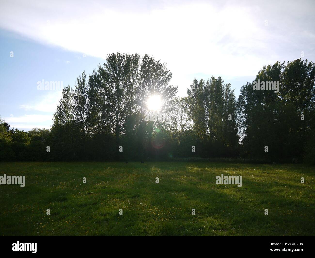 The sun breaking through trees in a field Stock Photo - Alamy