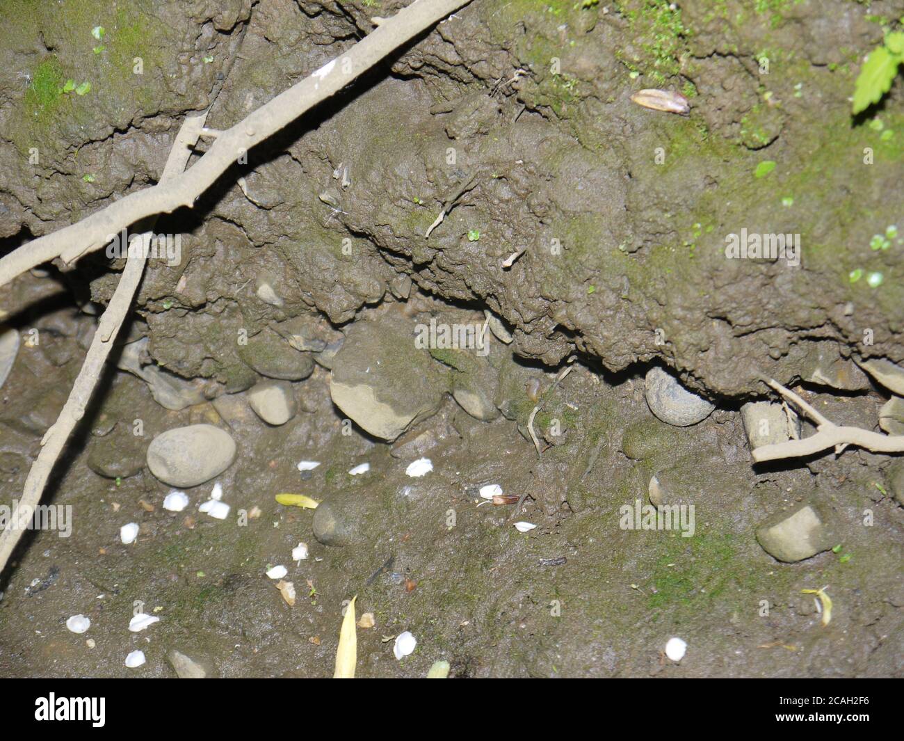 Close-up of a muddy river bank Stock Photo - Alamy