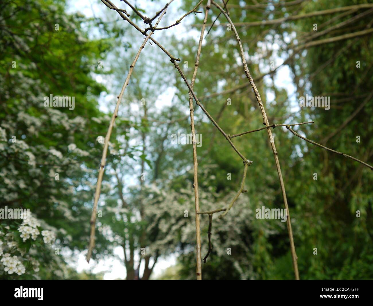 Dead tree branch hi-res stock photography and images - Alamy