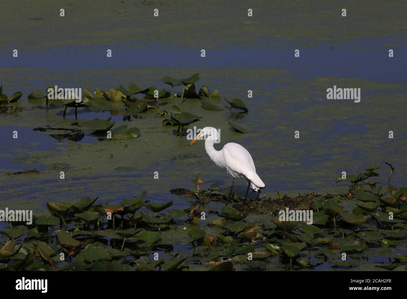 Catch with mouth hi-res stock photography and images - Alamy