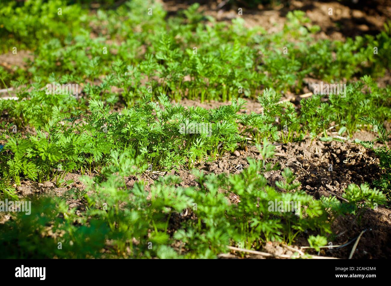 Parsley seedlings hi-res stock photography and images - Alamy