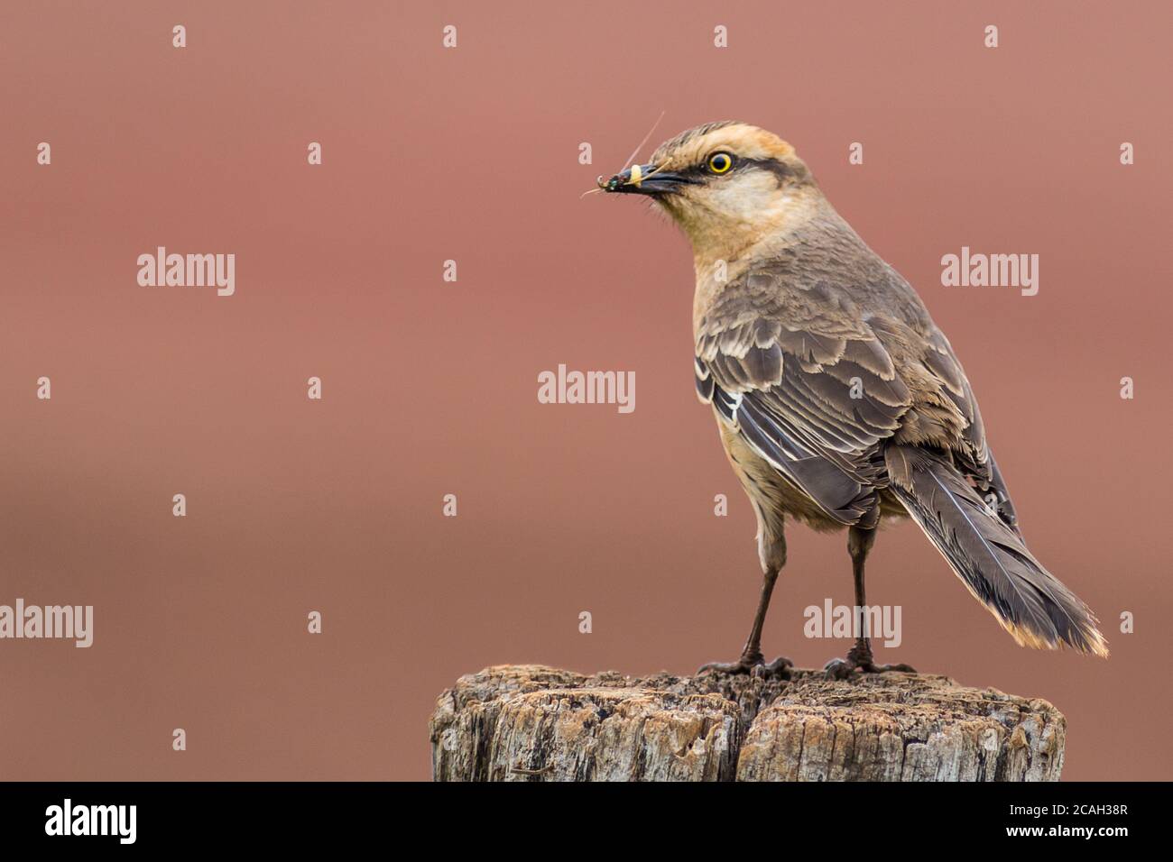 Chalk-browed Mockingbird - Mimus saturninus (Lichtenstein, 1823 Stock ...