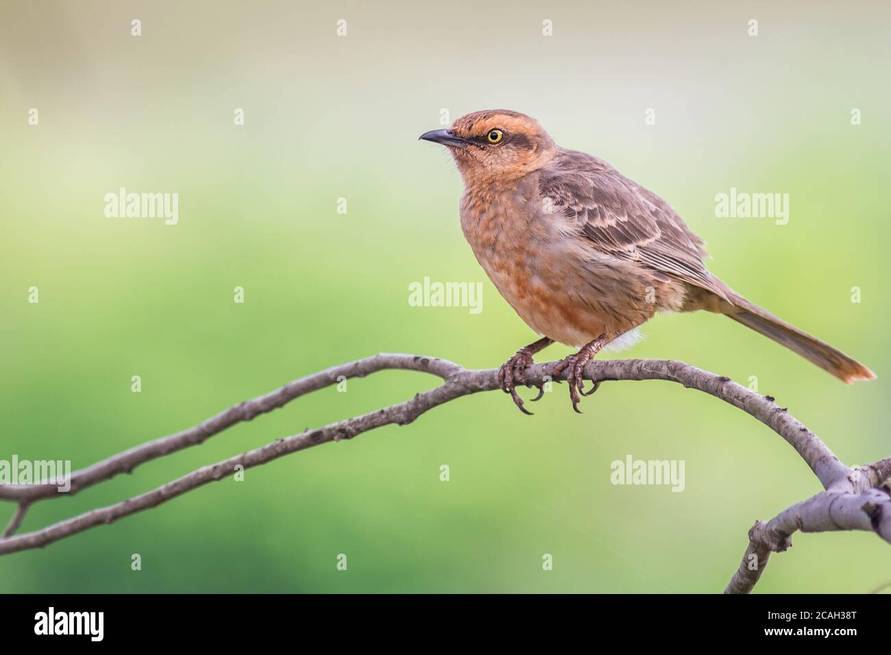 Chalk-browed Mockingbird - Mimus saturninus (Lichtenstein, 1823 Stock ...