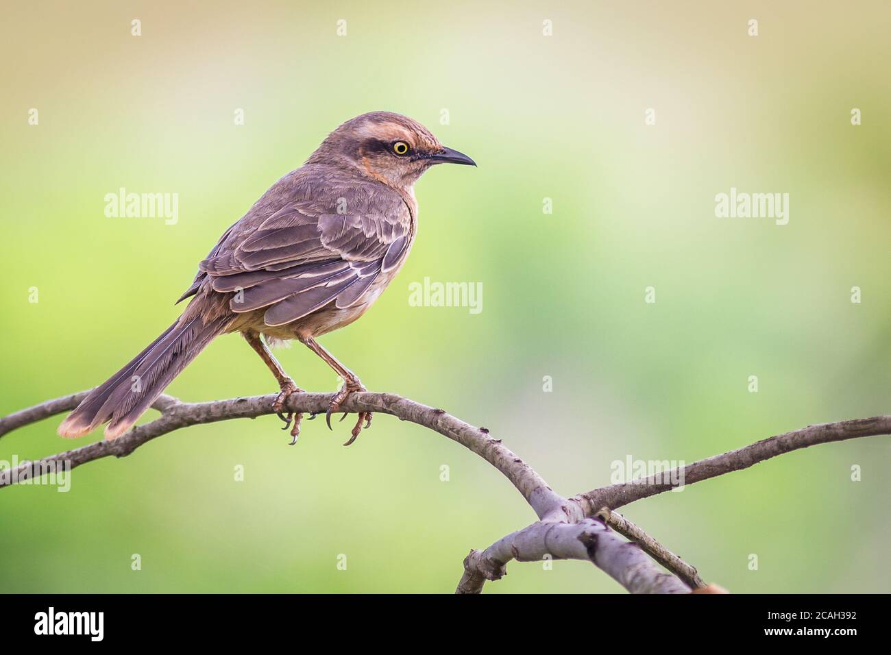 Chalk-browed Mockingbird - Mimus saturninus (Lichtenstein, 1823 Stock ...