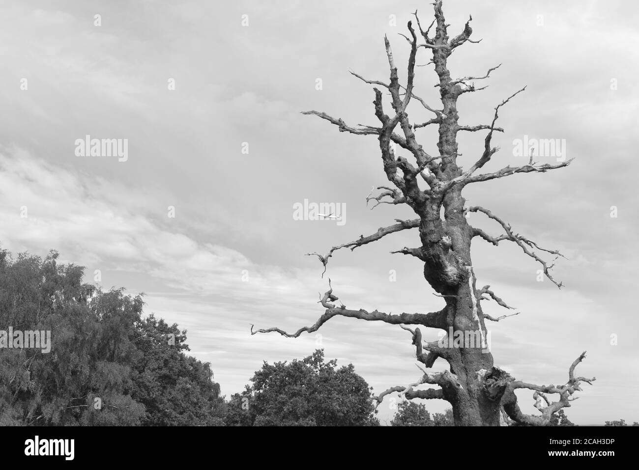 Dead tree still standing Black and White Stock Photos & Images - Alamy