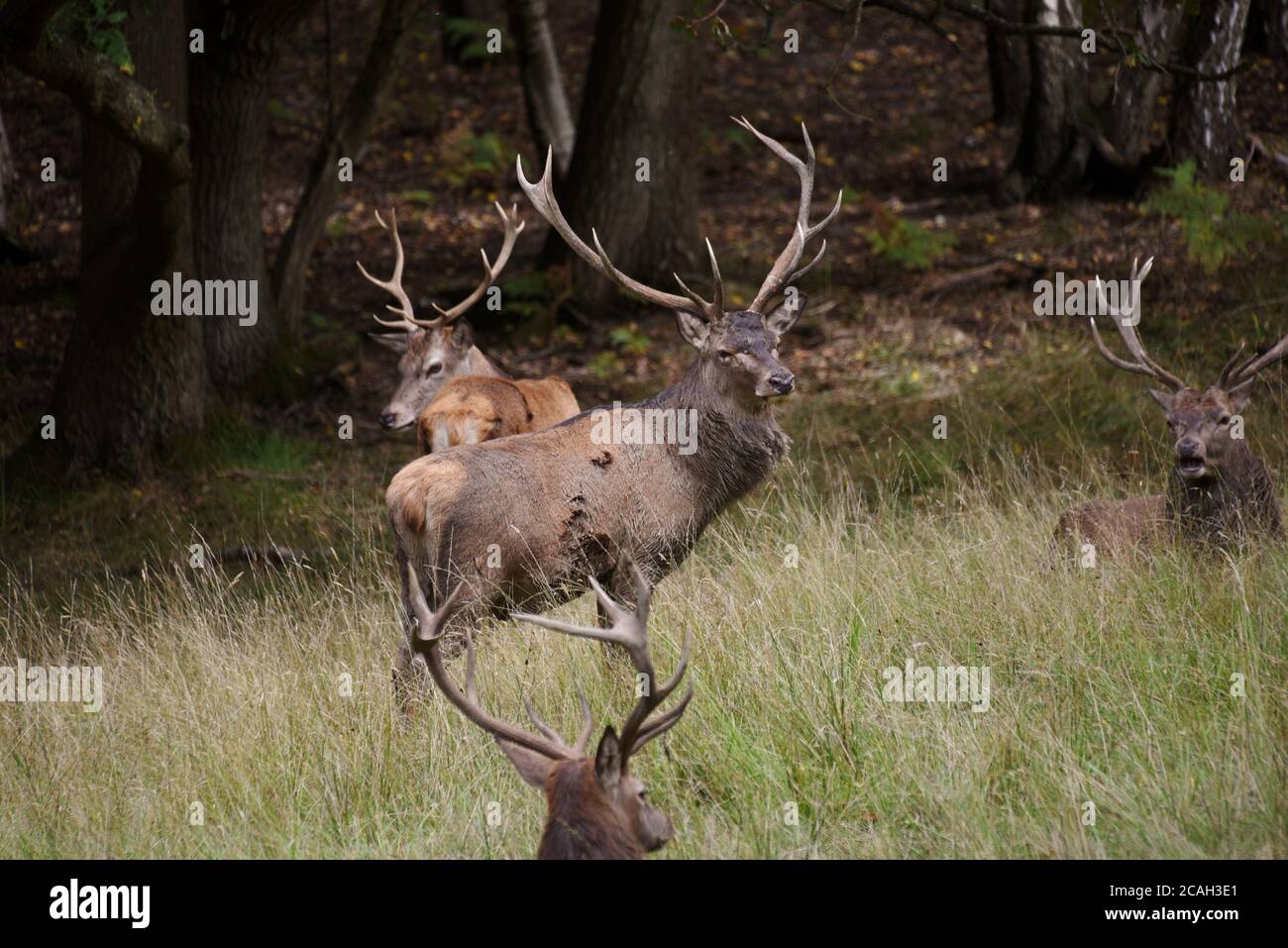 A group of deer stand around at the start of the rutting season, in ...