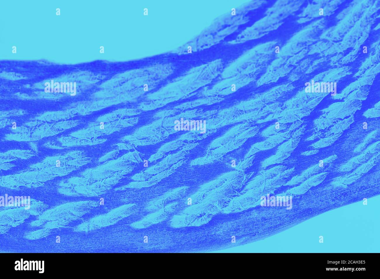 Deep blue patchy curved line on the aquamarine background Stock Photo ...