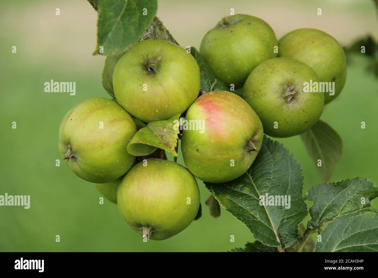 Crop of apples hi-res stock photography and images - Alamy