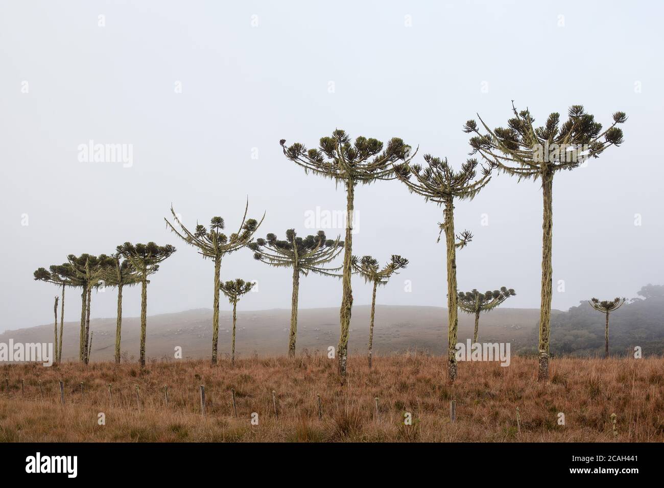 Brazilian pine hi-res stock photography and images - Alamy