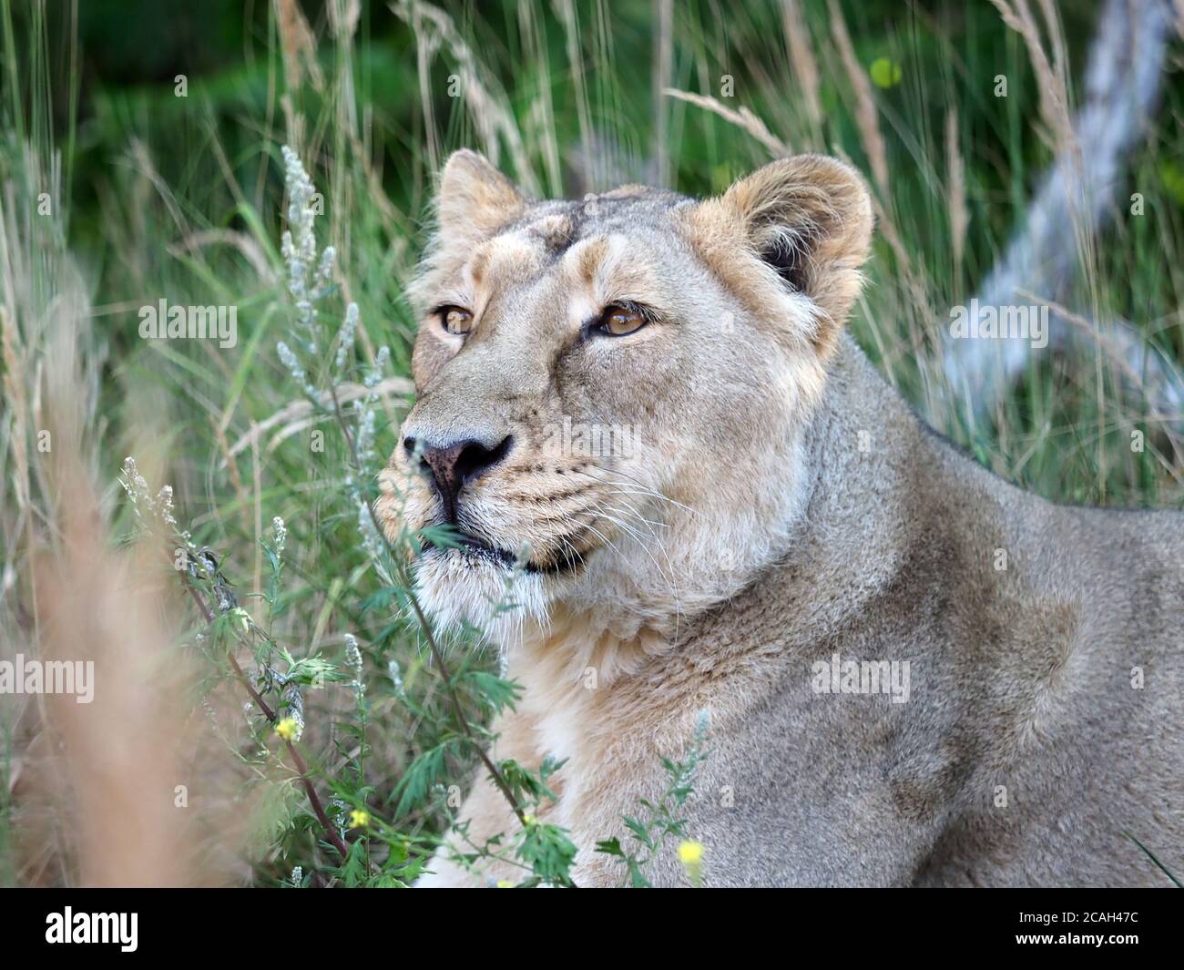 As temperatures soar across the capital , the Asiatic lion pride at ZSL ...