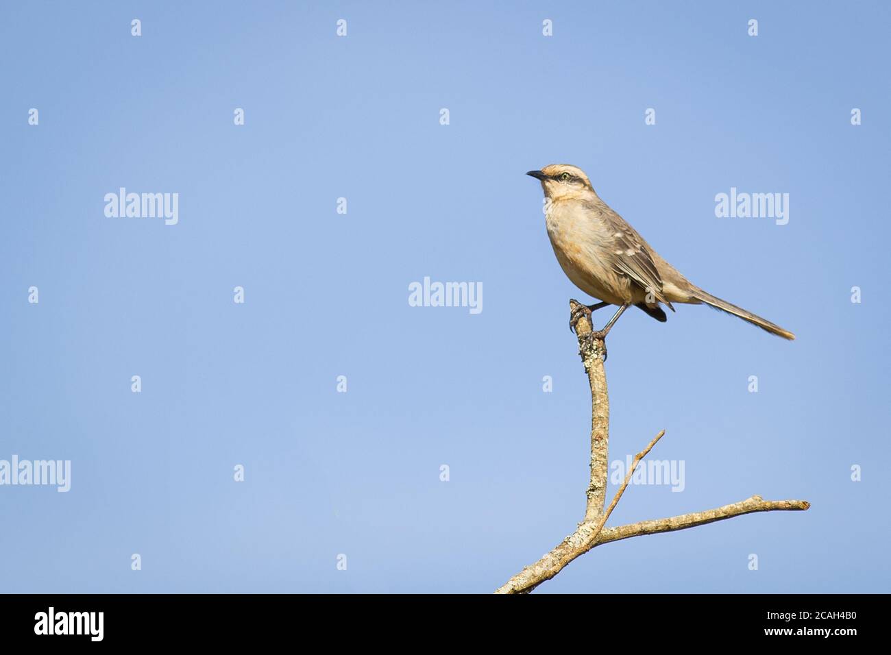 Chalk-browed Mockingbird on tree Stock Photo - Alamy