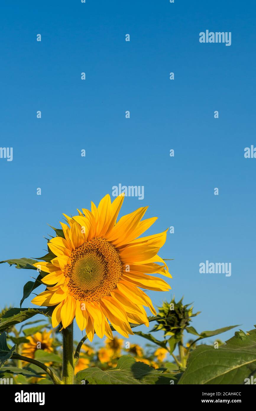 Alone sunflower hi-res stock photography and images - Alamy
