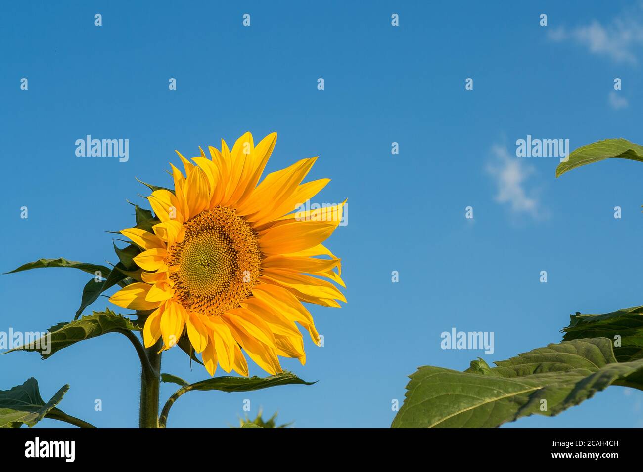 Alone sunflower hi-res stock photography and images - Alamy