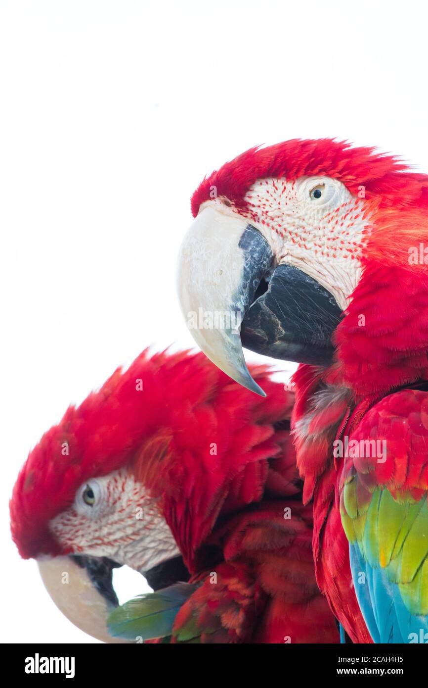 Red and green Macaw - Mato Grosso State - Brazil Stock Photo - Alamy