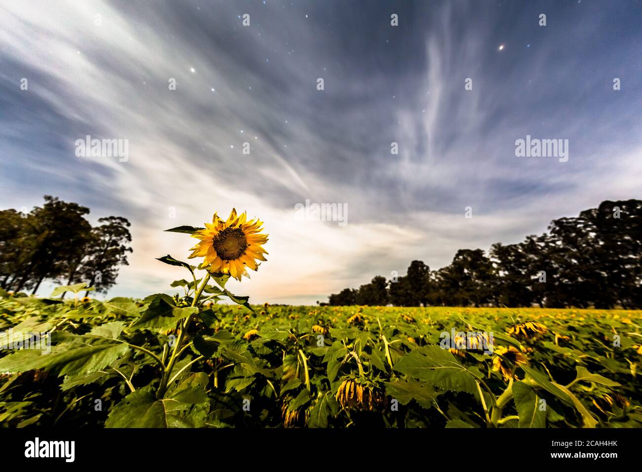 Sunflowers at light of Full Moon Stock Photo - Alamy
