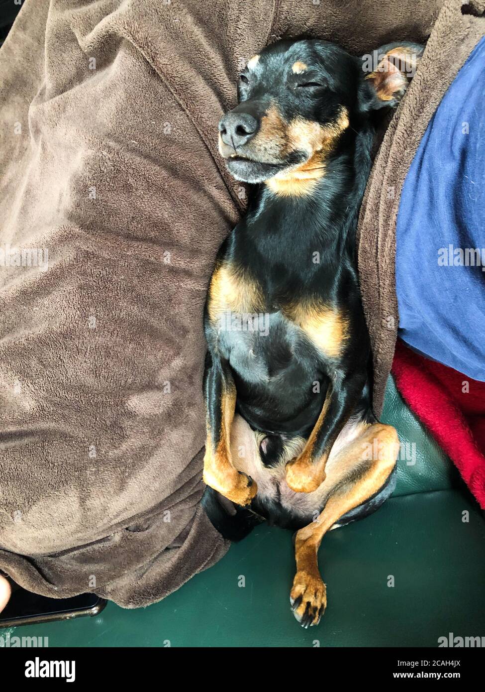 Close up of isolated sleeping miniature pinscher (Canis lupus ...