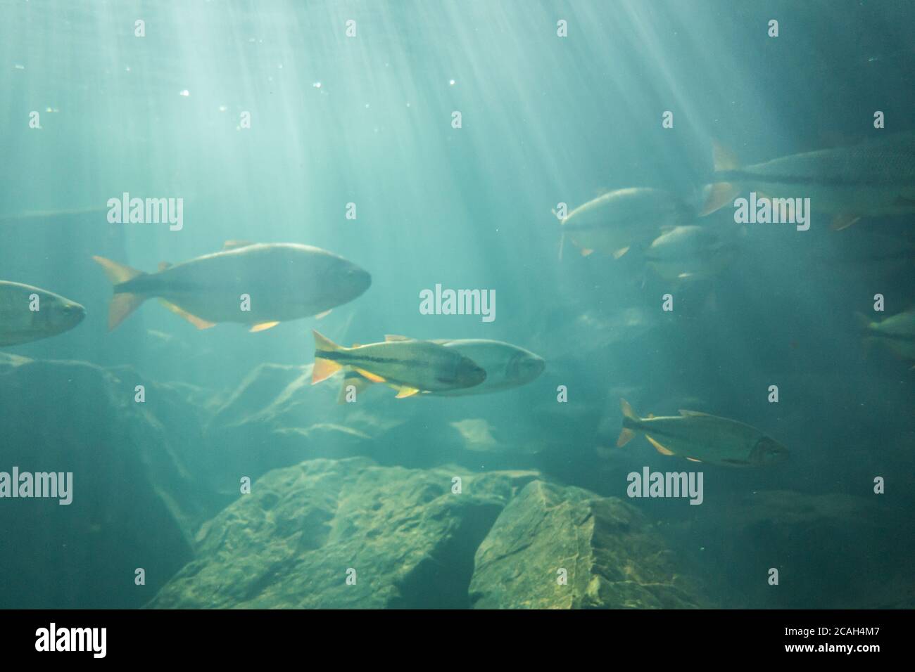 Piraputanga hi-res stock photography and images - Alamy