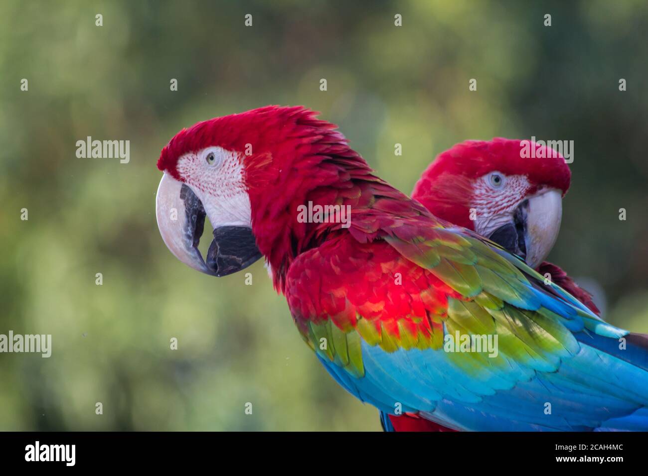 Red and green Macaw - Mato Grosso State - Brazil Stock Photo - Alamy