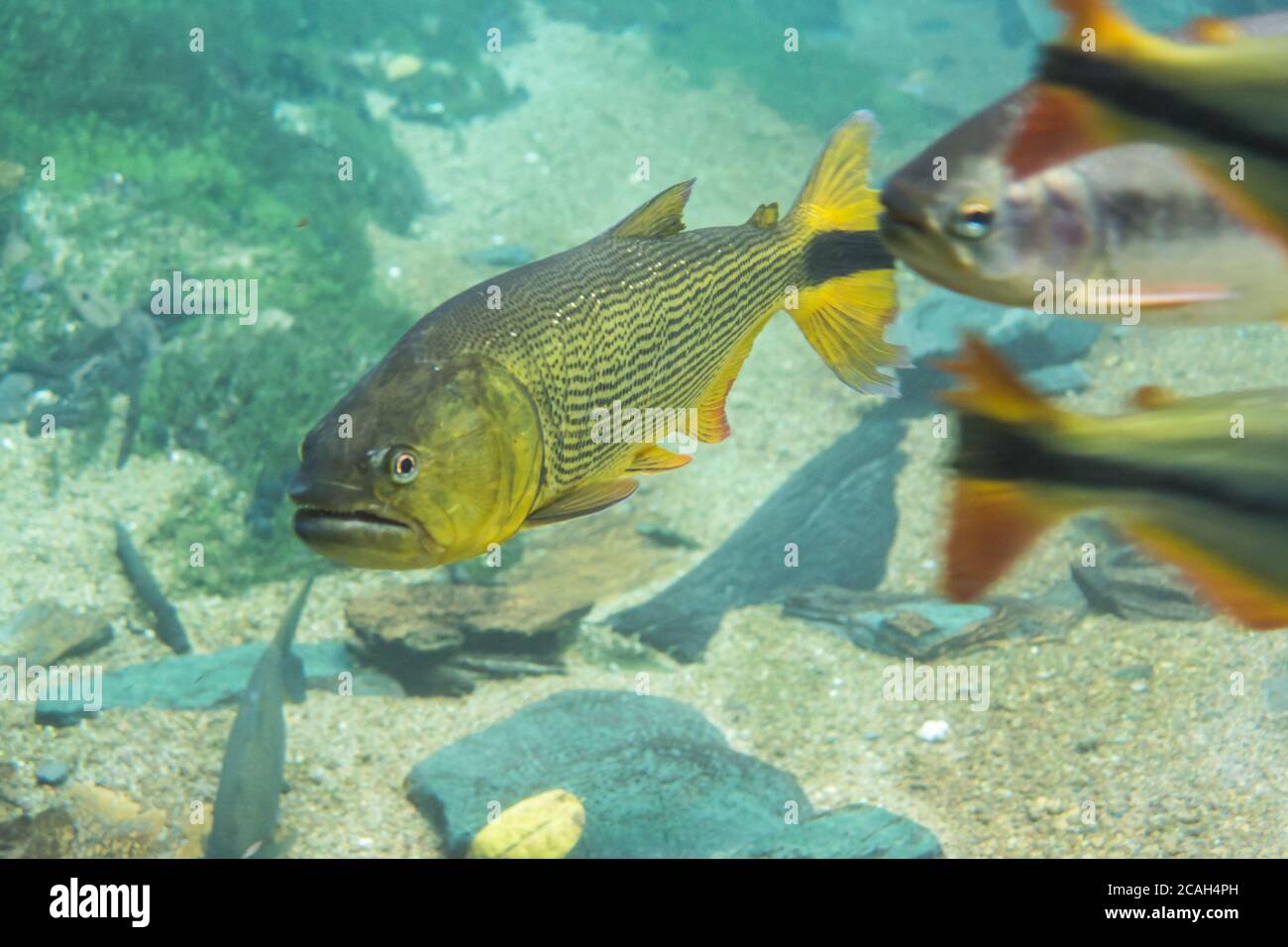 Salobra hi-res stock photography and images - Alamy