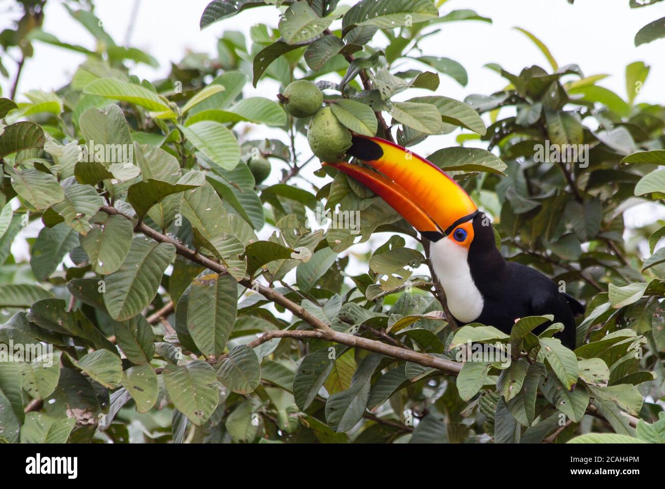 Toucan eating guava Stock Photo - Alamy