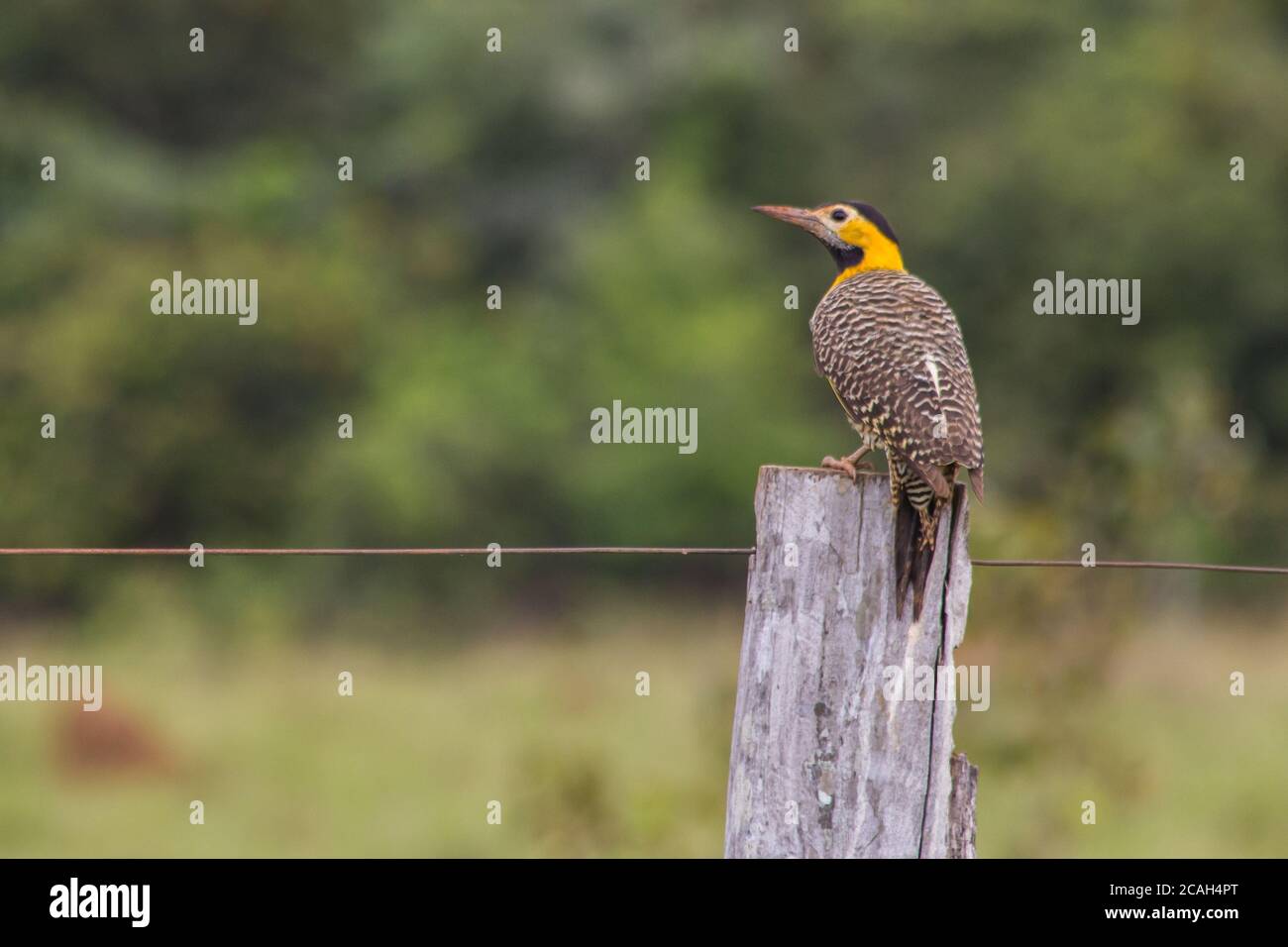 Field flicker hi-res stock photography and images - Alamy