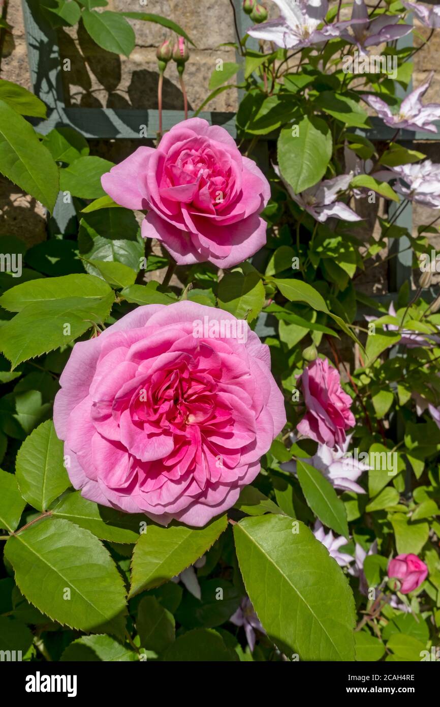 Close up rose hi-res stock photography and images - Alamy