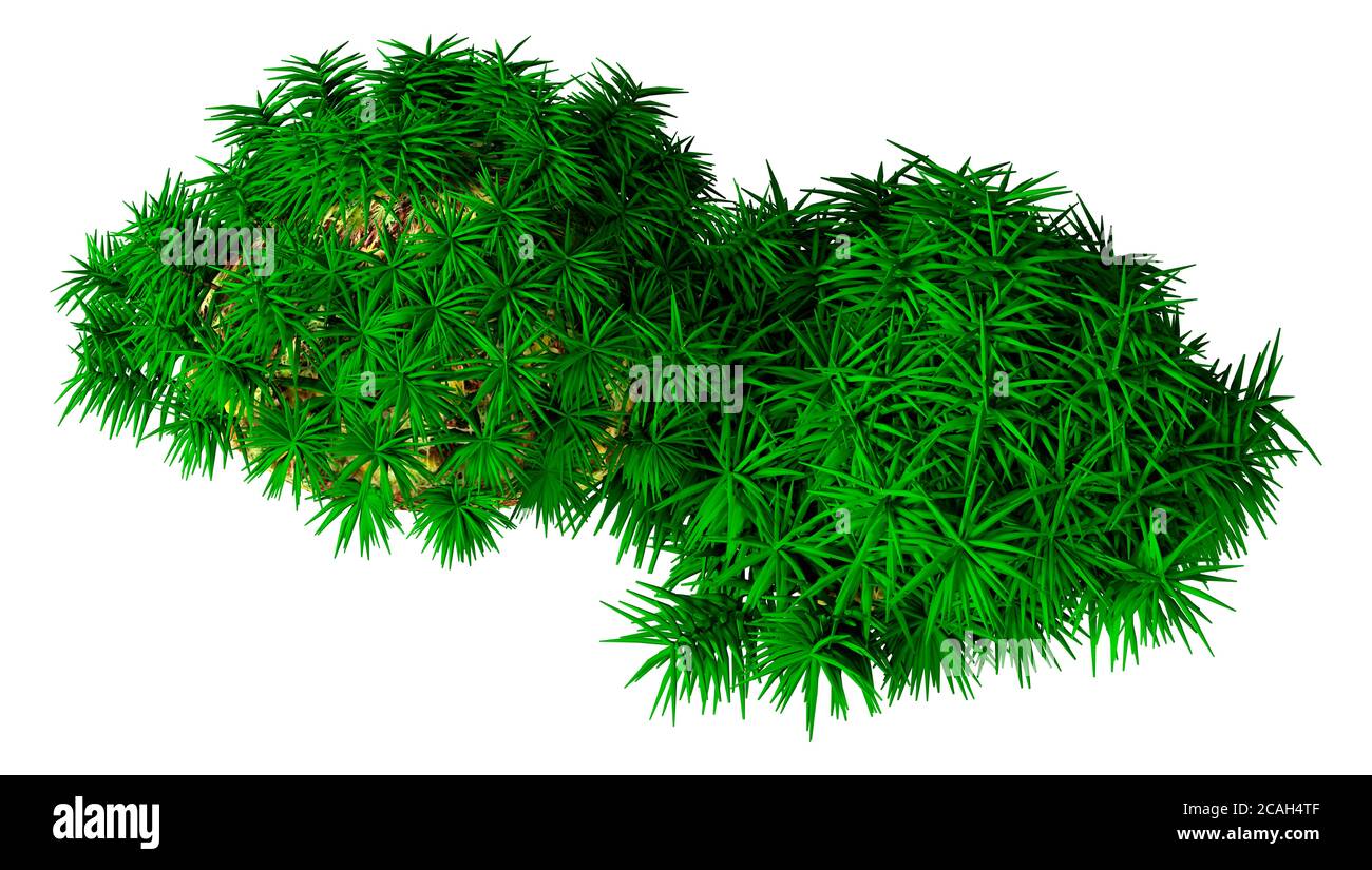 3D rendering of a green hummock moss isolated on white background Stock ...