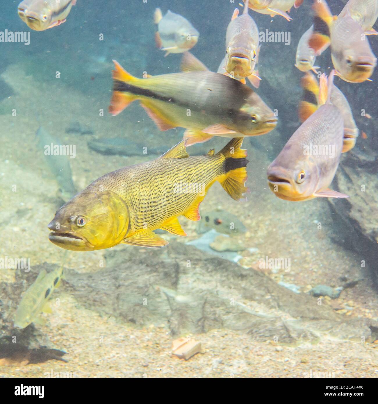 Piau fish hi-res stock photography and images - Alamy