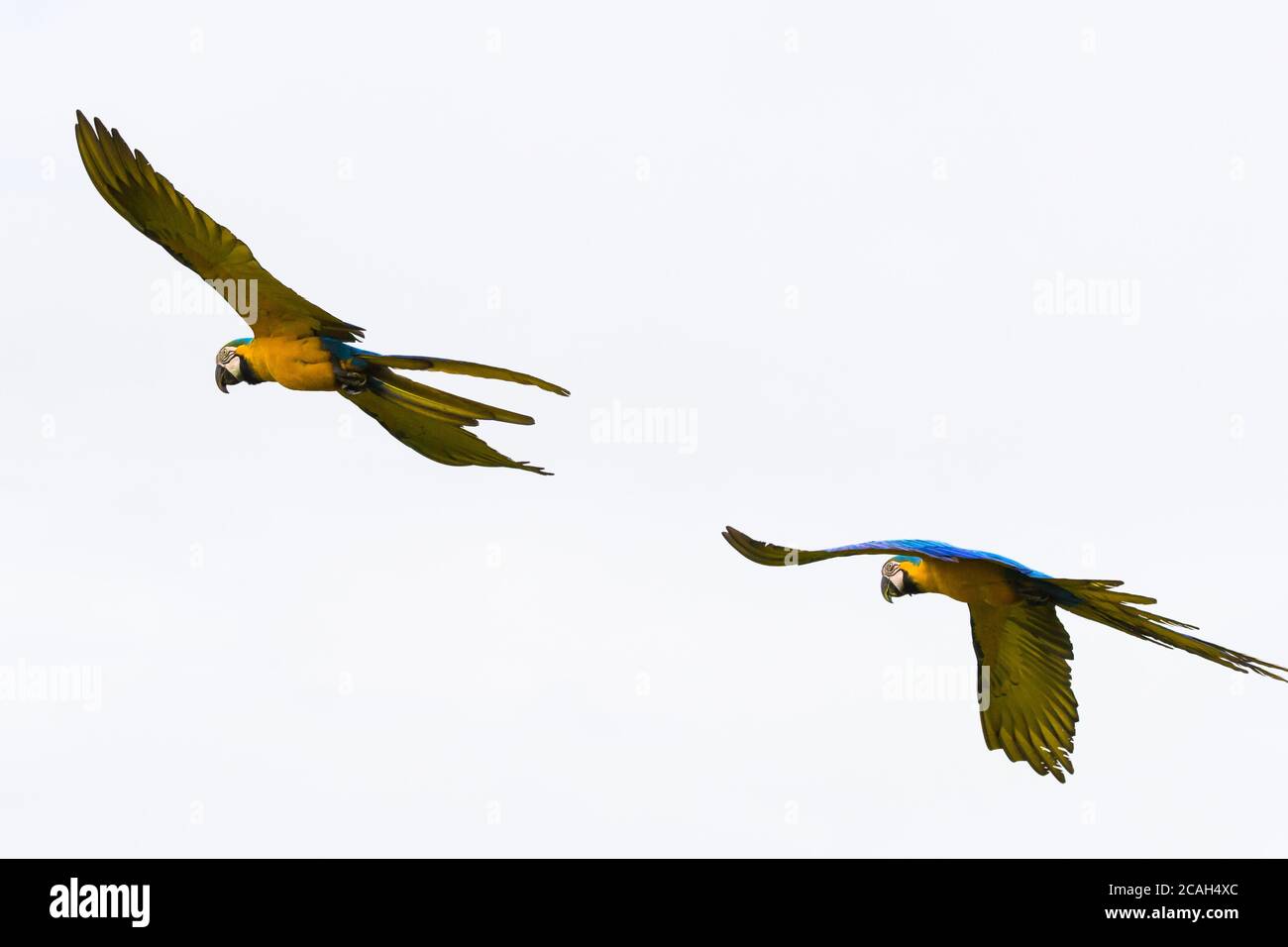 Domestic arara hi-res stock photography and images - Alamy