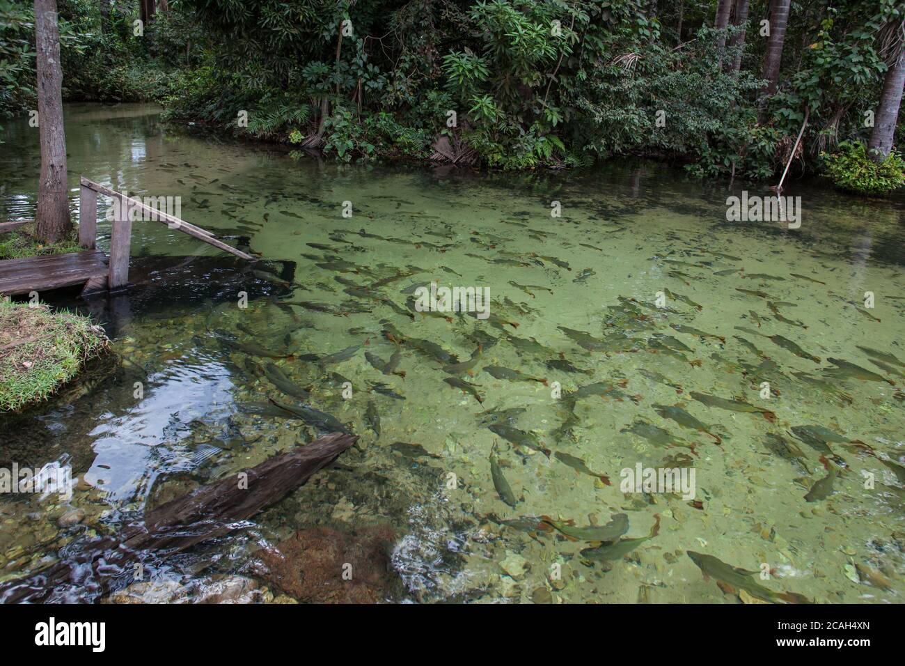 Freshwater fishes of brazil hi-res stock photography and images - Alamy