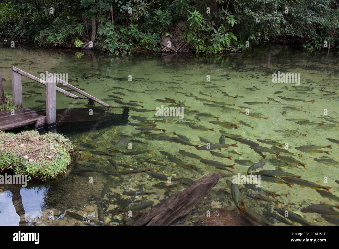 Piraputanga hi-res stock photography and images - Alamy