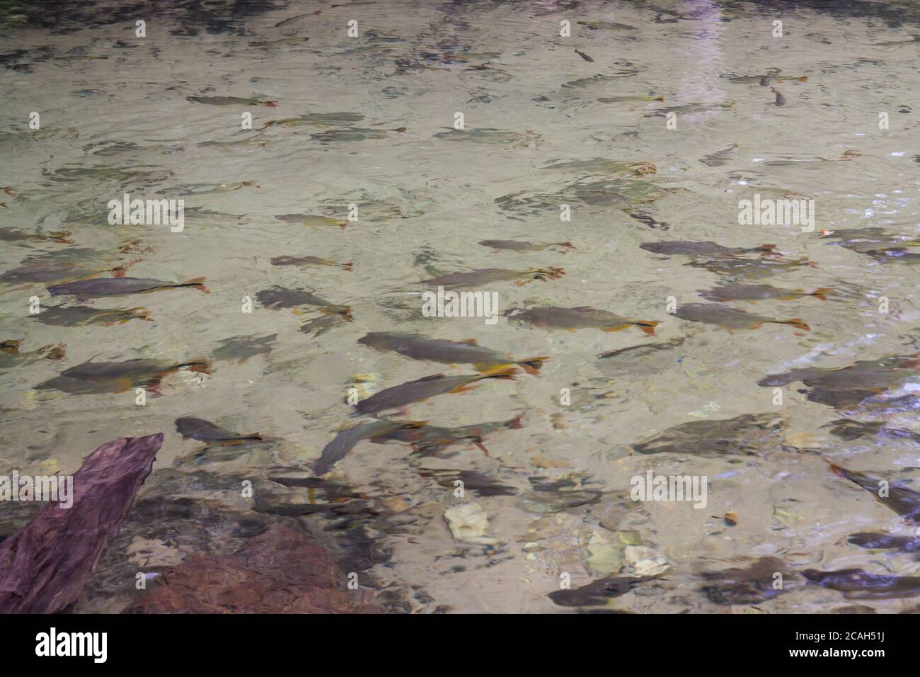 Piraputanga hi-res stock photography and images - Alamy