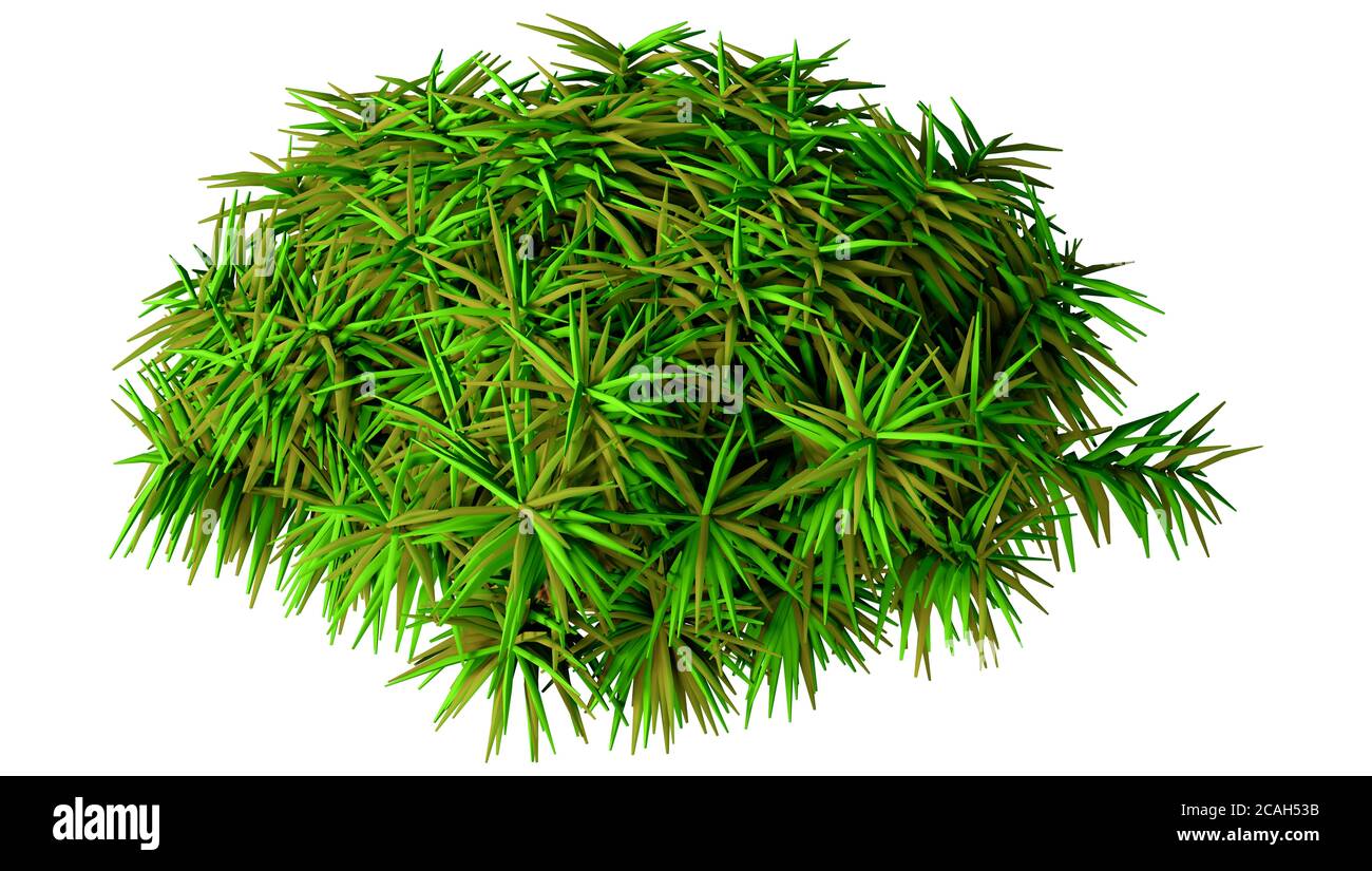 3D rendering of a green hummock moss isolated on white background Stock ...