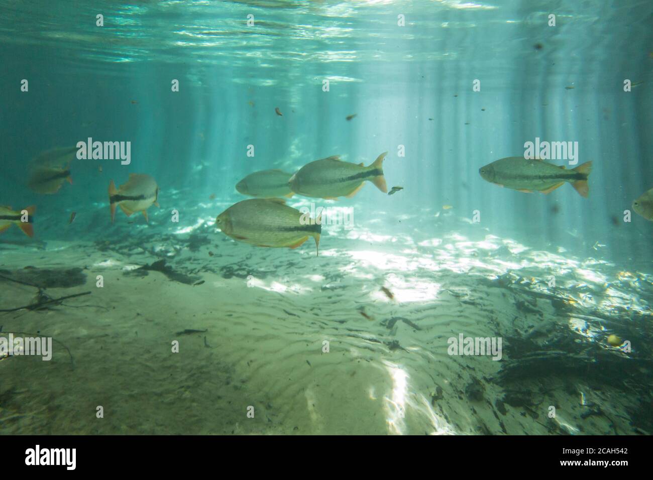 Salobra hi-res stock photography and images - Alamy